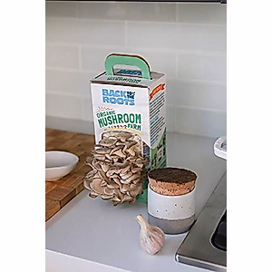 Back to the Roots Organic Oyster Mushroom Grow Kit, Harvest Gourmet Mushrooms In 10 Days