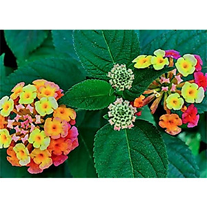 Lantana Camara Seeds Garden Ornamental Flower Plant Seeds Multi Colors 100Pcs