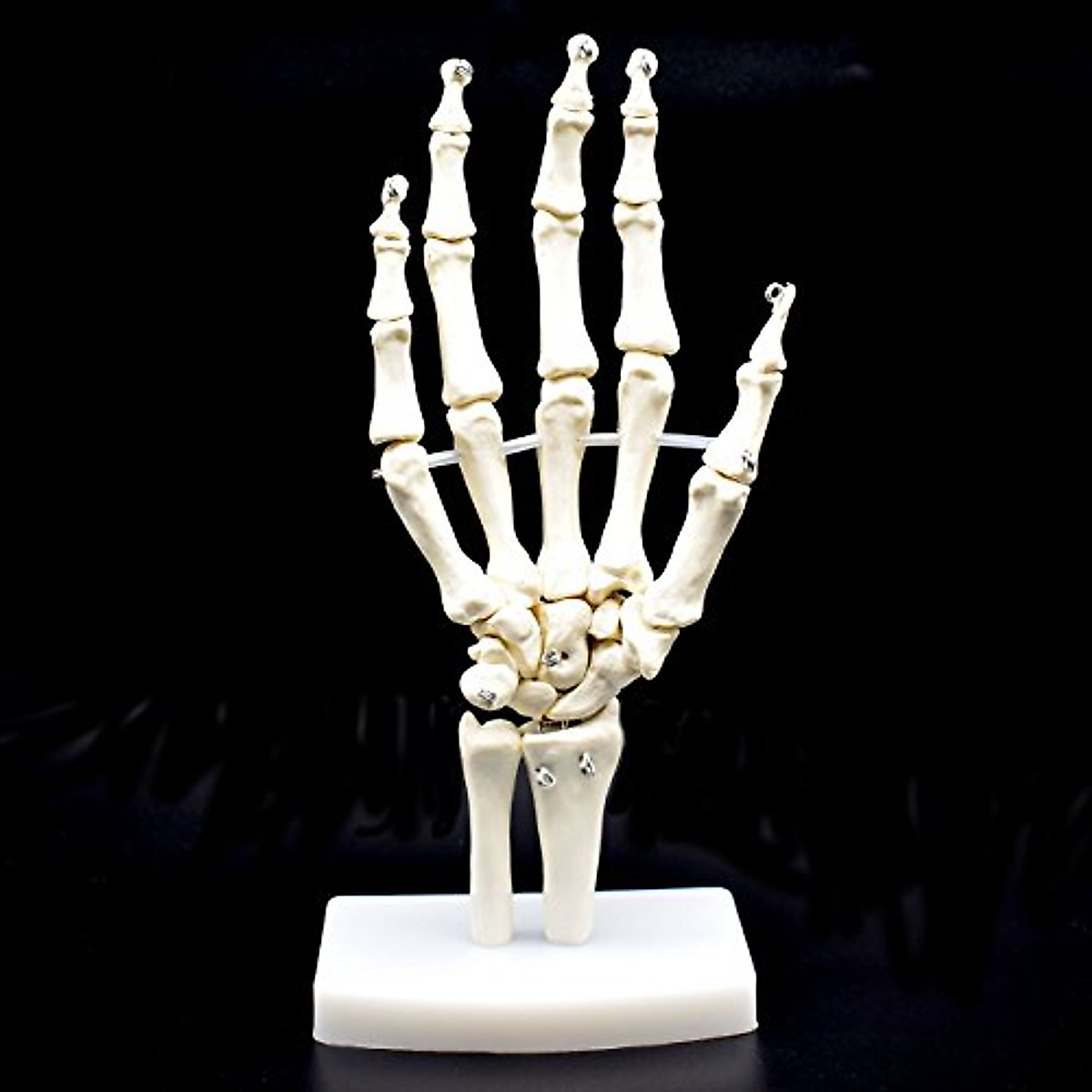 Human Hand Skeleton Model on Base, Hand Bone,Life Size, Articulated