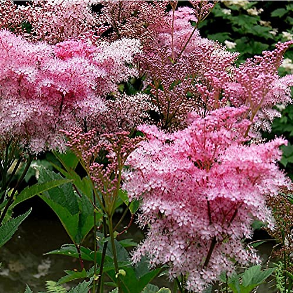 CHUXAY GARDEN Pink Filipendula Ulmaria-Meadowsweet,Mead Wort,Queen of The Meadow,Meadow-Wort,Meadow Queen,Dollof,Meadsweet,Bridewort 40 Seeds Lovely Flowers Great for Garden