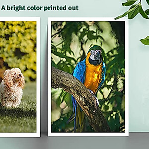 PFKink 245 and 246 Replacement for Canon PG-245XL CL-246XL PG-243 CL-244 for Canon PIXMA MX492 MX490 MG2920 MG2922 MG2420 IP2820 Printer Tray (1 Black 1 Tri-Color)