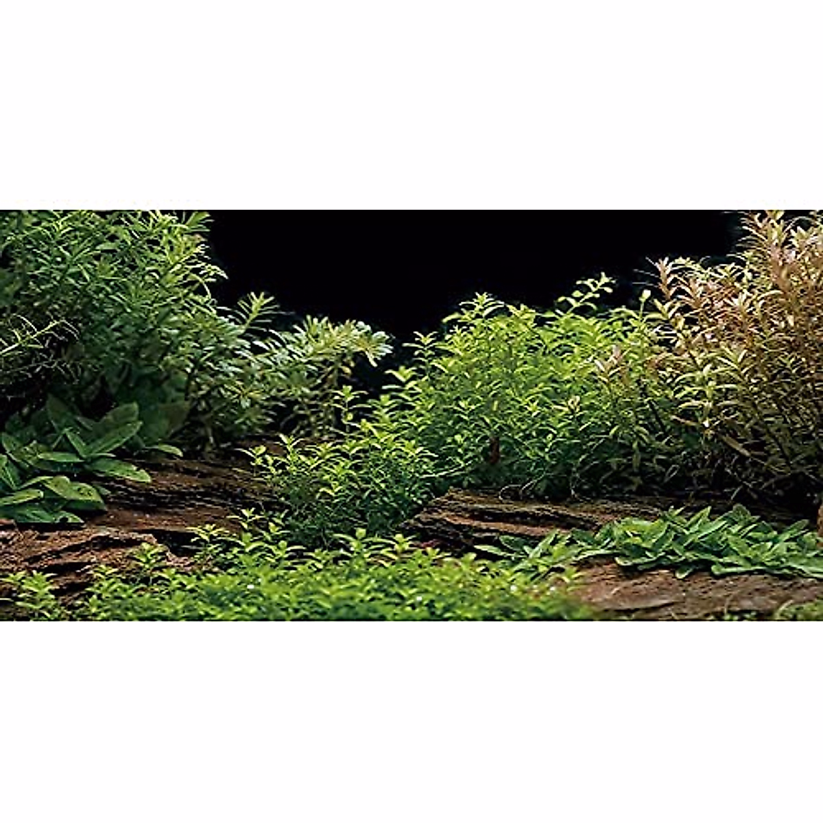 AWERT Aquarium Background River Bed & Lake Aquatic Plant Fish Tank Background Vinyl 30x18 inches