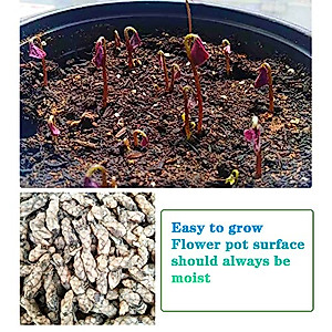 12PCS Purple Shamrocks Bulbs Good Luck Plant, Purple Oxalis Bulbs for Planting Grows Indoor or Outdoor, Oxalis Triangularis Bulbs The Novice Gardener's Choice