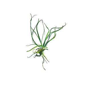 Marcus Fish Tanks Crinum Calamistratum Easy to Grow Hardy Live Aquarium Plant Betta Fish Plants