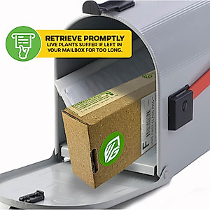 Dwarf Kokopo Banana Plant - Musa acuminata by Wellspring Gardens - Swift Fruiting, Exquisite Taste, Orange-Tinted Pulp, Container and Outdoor Growth, Vitamin A and Beta Carotene-rich Banana