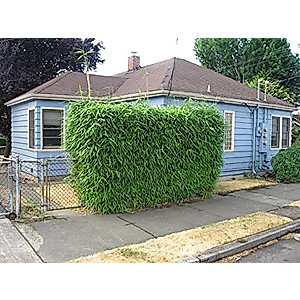 Green Hedge Clumping Bamboo Plant / Bambusa multiplex - Non-Invasive Form