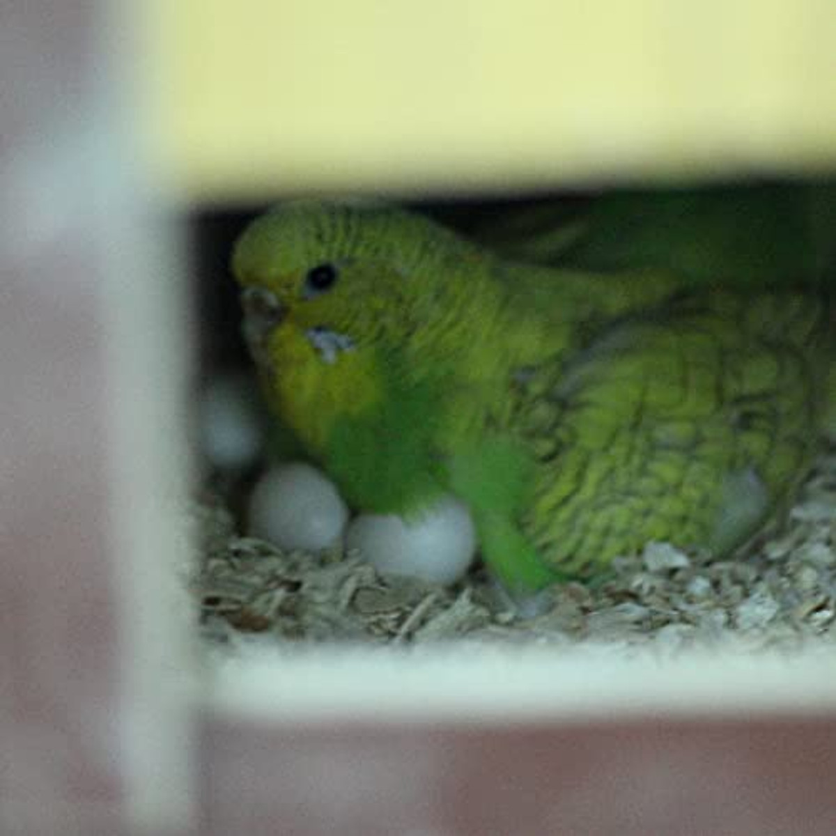 WOLEDOE 8Pcs Fake Bird Eggs, Stop Egg Laying fit Parrotlet, American Parakeet, Budgie, Diamond-Dove Artificial Eggs 14mm*19mm