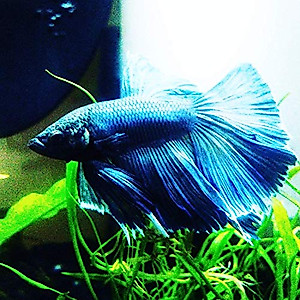 Planterest – Micro Sword Clump Easy Carpet Live Aquarium Plant Decorations BUY2GET1FREE