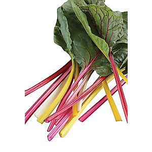 Burpee Bright Lights Blend Swiss Chard Seeds 100 seeds