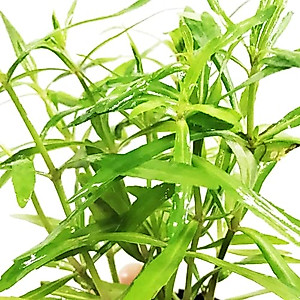 Pogostemon Stellatus Octopus Potted Stems Live Aquarium Plants Freshwater Tank Decoration