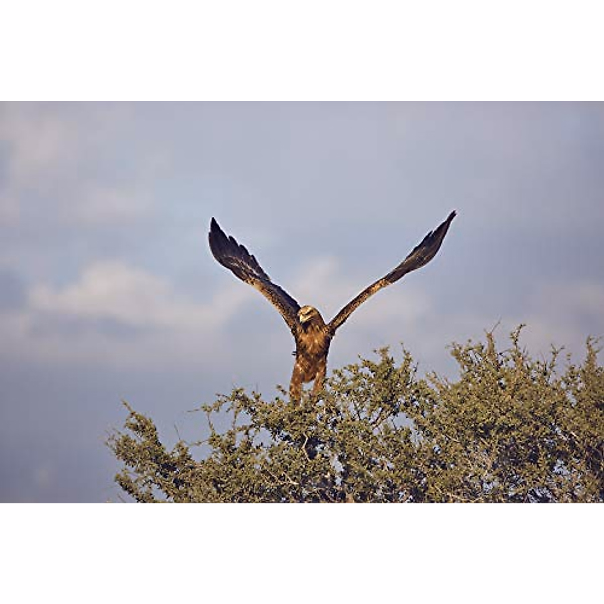 TAMRON Super Zoom Lens SP 150-600mm F5-6.3 Di VC USD G2 for Nikon Full Size A022N