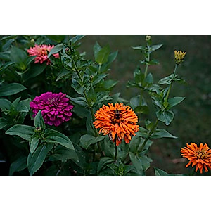 "California Giant Mix" Zinnia Seeds for Planting, 200+ Flower Seeds Per Packet, (Isla's Garden Seeds), Non GMO & Heirloom Seeds, Botanical Name: Zinnia elegans, Great Home Garden Gift