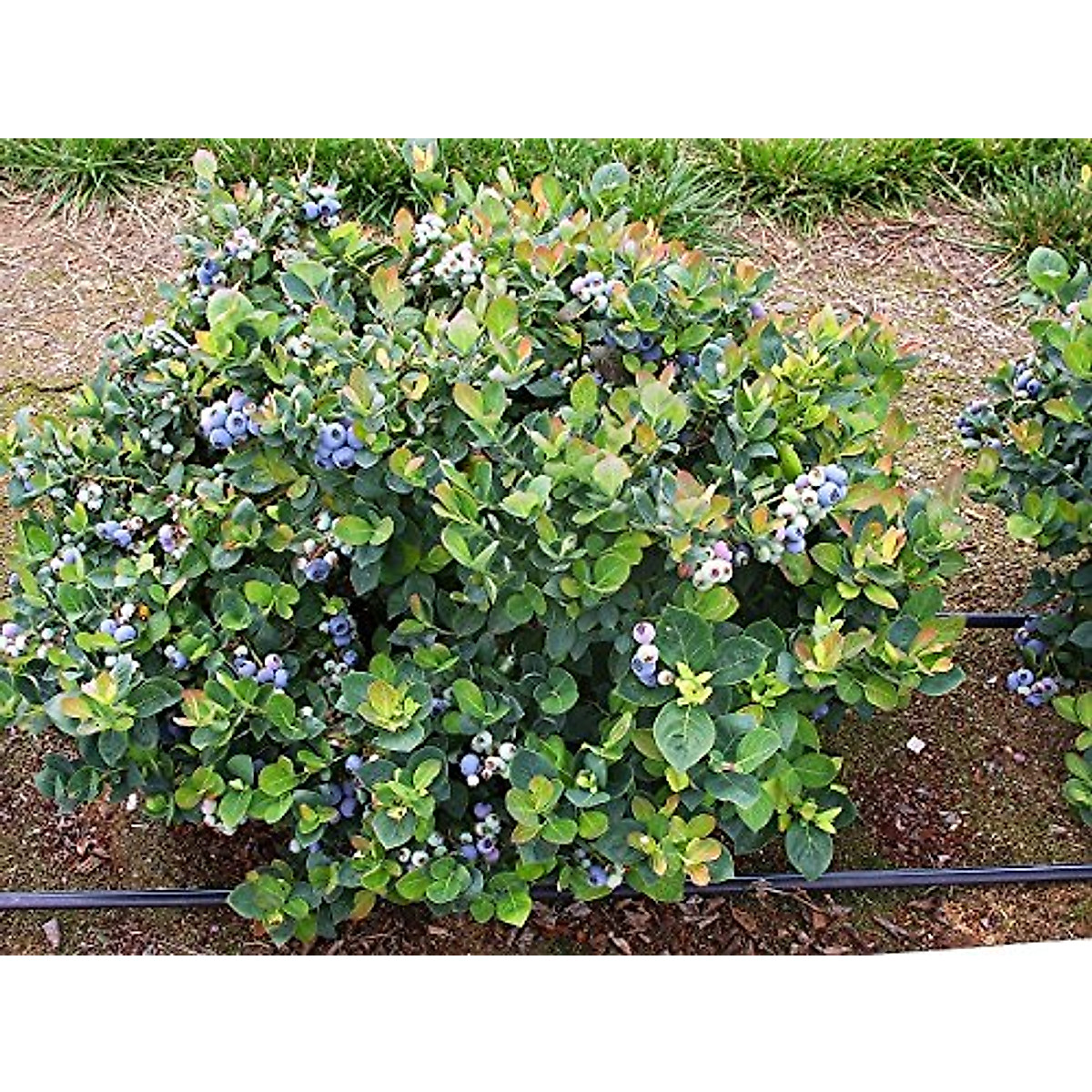 (1) - Top Hat Dwarf Blueberry - Starter Plant (8m)