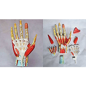 Medical Anatomical Hand Skeleton Model with Ligaments, Muscles, Nerves and Arteries, 7-Part, Life Size