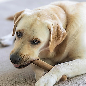 Wildfang®Coffee Wood Dog Chew Large-Natural Wood Stick for Dogs, Wood Dog Chew Toy, Wood Dog Bone, Wood Chew Toy for Dogs, Dog Wood Chew Stick, Coffee Bone for Dogs Muscle Training, XL - from 99 lbs
