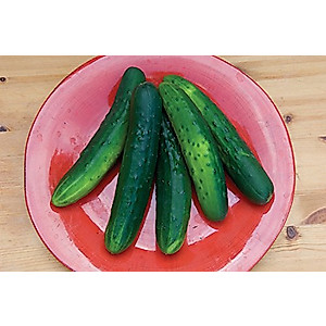 Burpee Salad Bush Slicing Cucumber Seeds 30 seeds