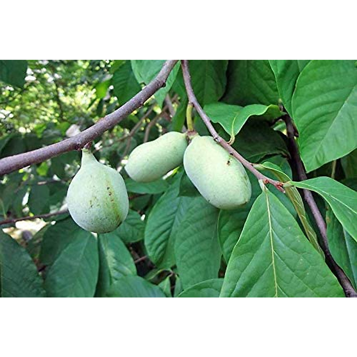Paw paw Tree Seeds for Planting | 6 Seeds | Edible Fruit Tree, Made in USA. Ships from Iowa. Fun and Easy to Grow Your Own Food, Exotic Pawpaw Tree Seeds