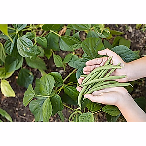 Blue Lake Bush Green Bean Seeds, 50+ Heirloom Seeds Per Packet, Non GMO Seeds, (Isla's Garden Seeds), Botanical Name: Phaseolus vulgaris