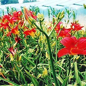 50+ Mixed Hemerocallis Hybrida Daylily Flowers Seeds Perennial Garden Plant Blooming