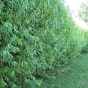 5 Austree Hybrid Willow Tree Cuttings- Fastest Growing Tree - Great for Privacy and Shade Fast - Grow 5 Trees