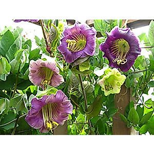 Seeds Cathedral Bellx Mix Cup and Saucer Vine (Cobea) Flowers Beautiful Hanging Annual Garden for Planting Non GMO