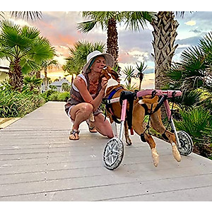 Walkin’ Wheels Custom Dog Wheelchair for Medium Dogs | Veterinarian Approved | Dog Wheelchair for Back Legs | Choose from 3 Custom Colors: Blue, Pink, and Camo