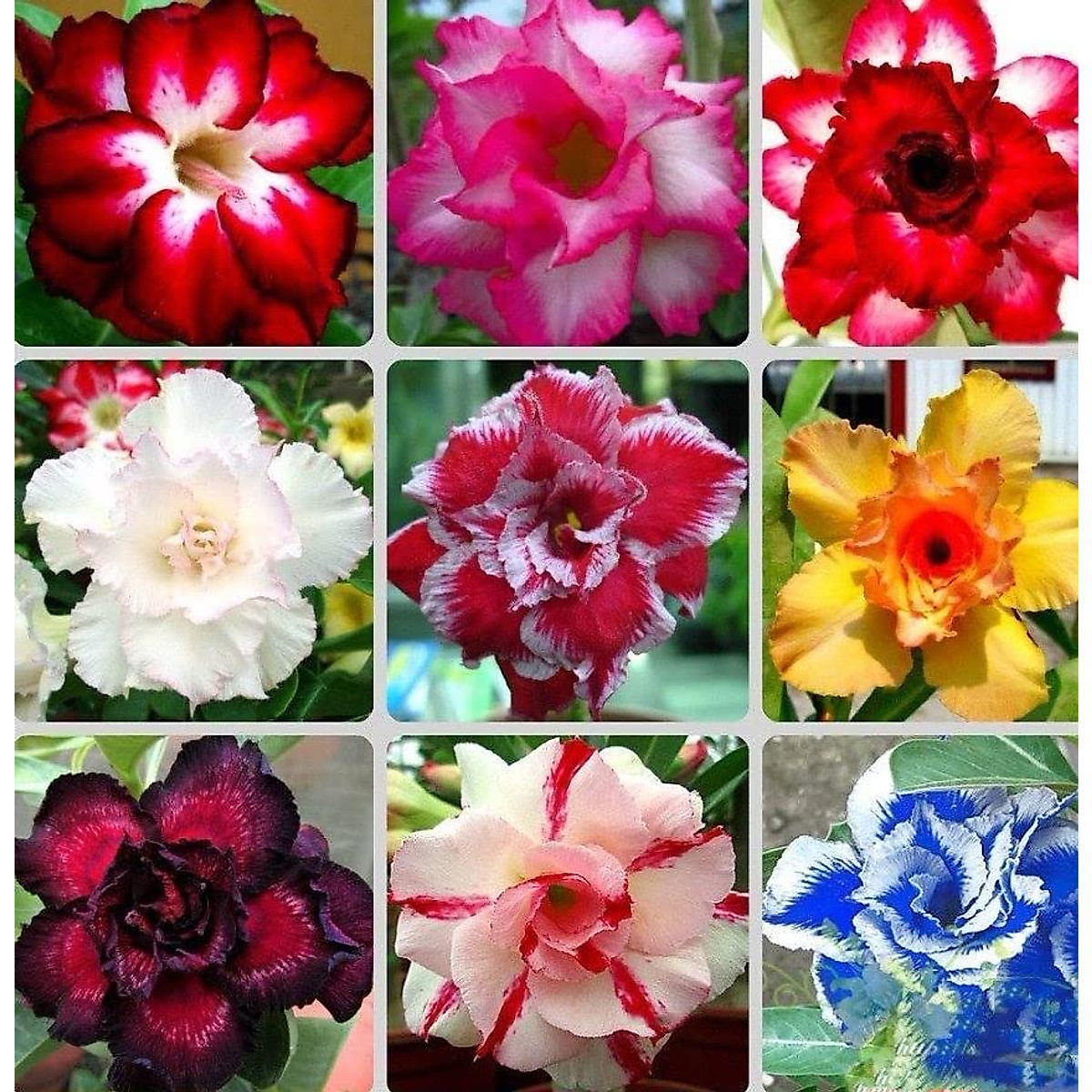RAW WATTS 30 Seeds of Desert Rose Seeds - Mixed Color Adenium Obesum Seeds to Grow - NonGMO - Drawf Plant Seeds for Planting Bonsai