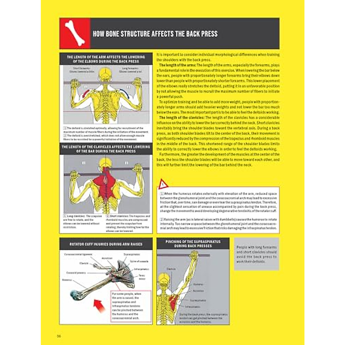 Strength Training Anatomy
