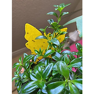 Faicuk Dual-Sided Yellow Sticky Fly Traps for Plant (20 Pack Butterfly)