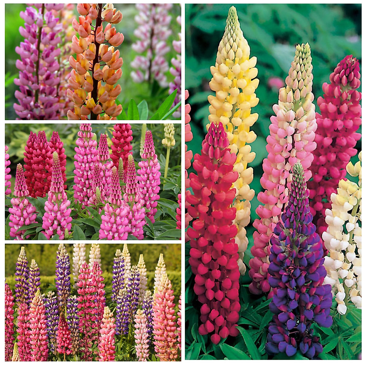 Seed Needs, Mixed Lupine Russell Seeds - 250 Heirloom Seeds for Planting Lupinus polyphyllus - Profuse Colorful Blooms for a Butterfly Garden, Attracts Pollinators (1 Pack)