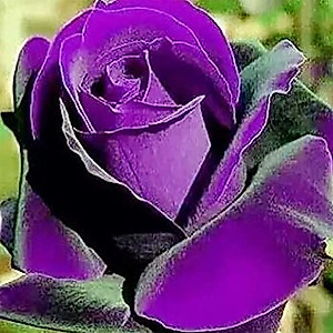 QAUZUY GARDEN 200 Seeds Rare Purple Dragon Rose Seeds for Planting- Fragrant Flowering Bonsai Roses for Balcony Roof Garden Living Room Windows Office Decor Easy to Grow