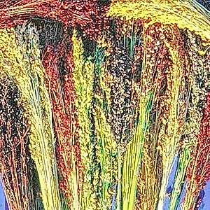 Broom Corn Seed Multi Color Crafts Home Accents Gold Red Bronze Purple Brown jocad (100+ Seeds)