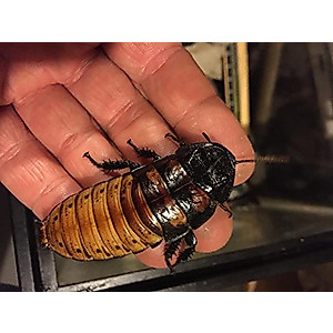 Honeybees100 Madagascar Hissing Cockroach Adult Breeding Pair of (Gromphadorhina portentosa)