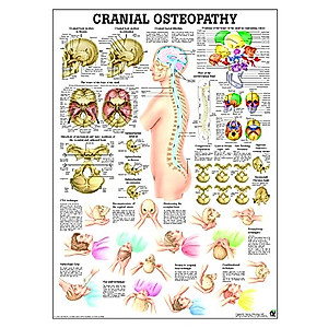 Craniosacral Osteopathy Laminated Anatomy Chart