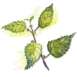 Mamaki Tea - **Mauifarmacy Grown**