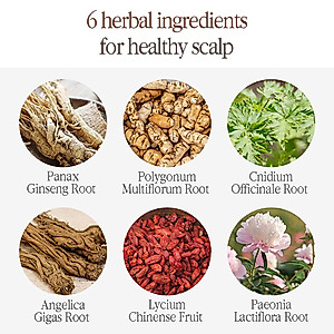 PYUNKANG YUL Herbal Hair Loos Control Shampoo - Fermented Black Tea containing rich Ingredients polypheonol, catechin - Hair Loss Treatments herbal Ingredients condensed Peptide, Biotin - 16.9 Fl. Oz