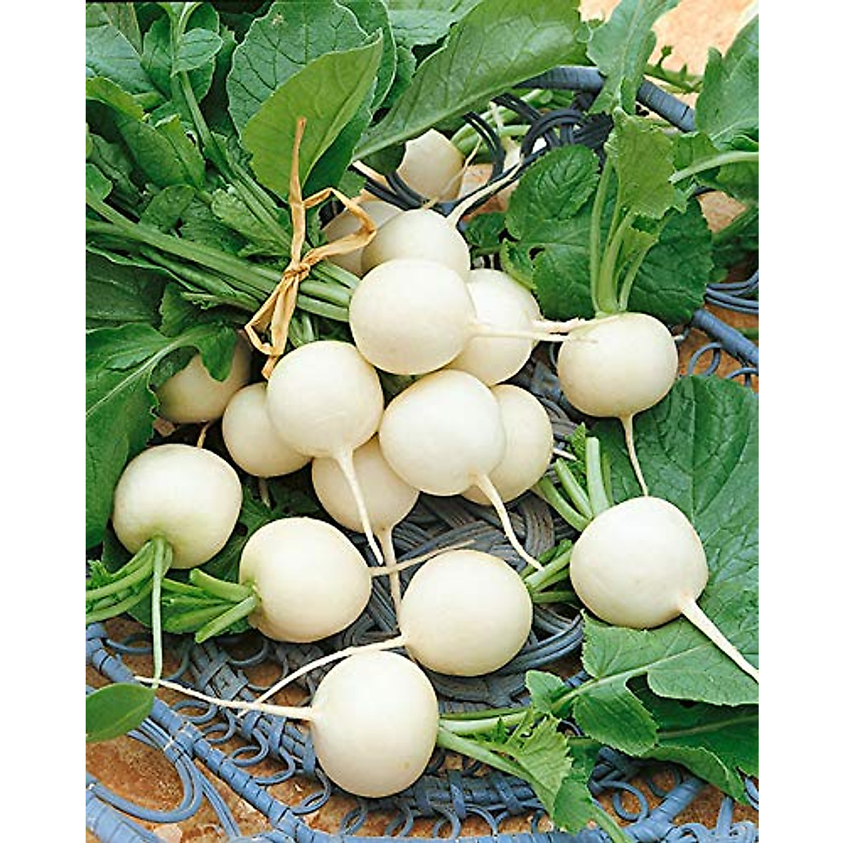 Large Radishing Collection-(1) 50pk Daikon, (1) 50pk Cherry Belle,(1) 50pk Sparkler White Tip, (1) 50pk Rambo, (1) 50pk Black Spanish Round, (1) 50pk Hailstone White, (1) French Breakfast Radish Seeds