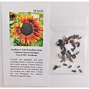 David's Garden Seeds Sunflower Tall Branching Stem Crimson Queen 9328 (Orange) 50 Non-GMO, Heirloom Seeds
