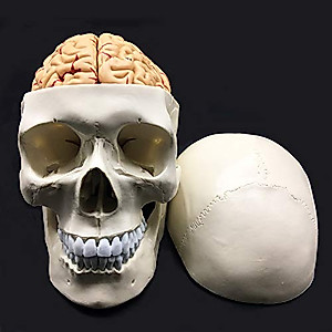 XINDAM Human Skull with Brain Anatomical Model 8-Part Life-Size Anatomy for Science Classroom Study Display Teaching Medical Model
