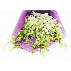 Fresh Cut Flowers - Dendrobium Orchids White