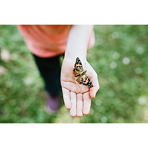 Butterfly Garden: Original Habitat and Two Live Cups of Caterpillars with STEM Butterfly Journal – Life Science & STEM Education – Butterfly Science Kit