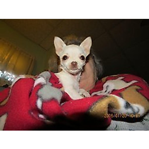 Duke's Digs Critter Cuddler Small Animal Carrier and Bonding Pouch Anti-Anxiety Neck Ring Therapeutic for Pet & Handler Small Dog Cat Hedgehog Puppy Travel Sling - Made in USA (Pawprint)