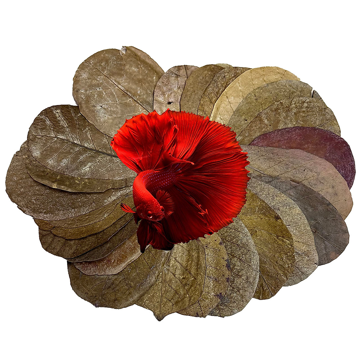 Awesome Aquatic Betta/Shrimp Leaves 25 4"-6" Premium Catappa Indian Almond Leaves Natural Habitat Tannin Producing Improves Immunity, Easy to USE