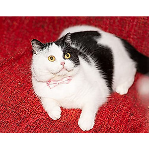 Gyapet Pink Cat Collar Breakaway Safety with Bell Bow Tie Pack in 2 Plaid Flower Pattern Kitten 7-11in Pink Flower & Plaid