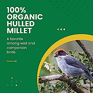 Bird Street Bistro Organic Hulled Millet Bird Seed - Bird Food - Millet for Birds and Canary, Finches, Small Wild Bird Food – Bird Feed with no Harmful substances, no fillers – White Millet Hulled