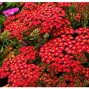 Red Yarrow Wildflower Seeds - Achillea millefolium - 600 Seeds, 1/10 Gram - B206
