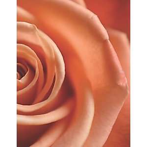 Coral Pink Rose Composition Notebook