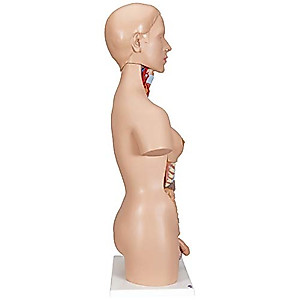 3B Scientific B32 Deluxe Dual-Sex Torso 20-part - 3B Smart Anatomy