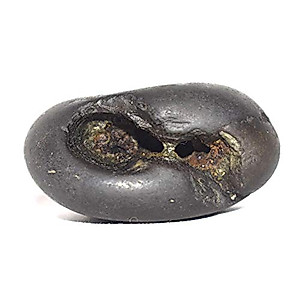 Rudrakshguru Laxmi Narasimha Shaligram