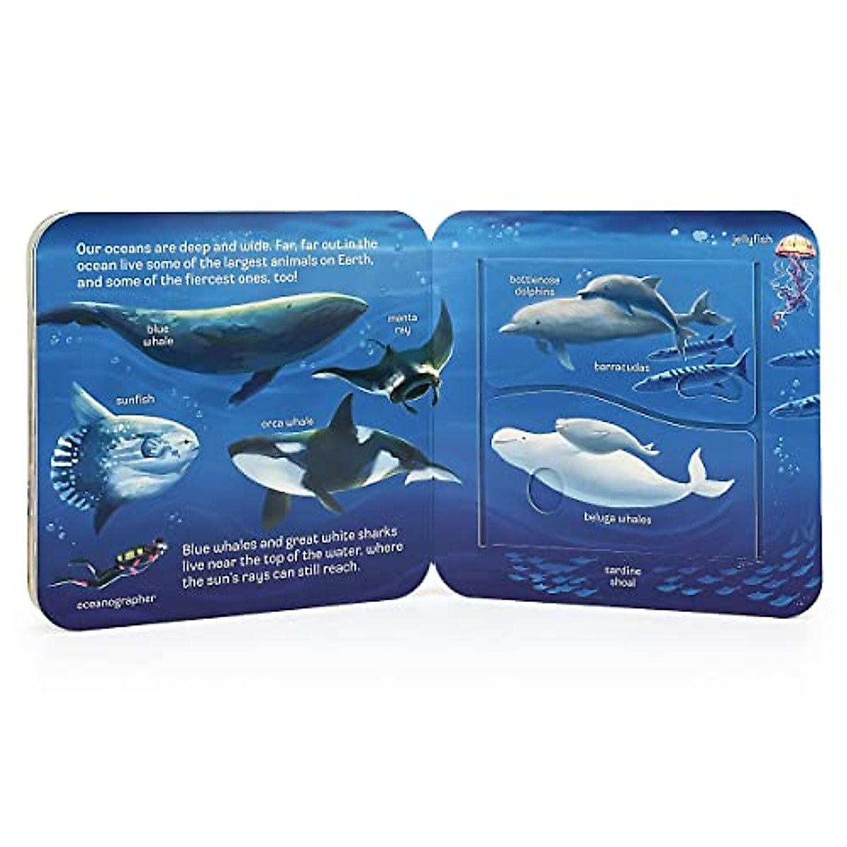 Peek-a-Flap Ocean Children's Lift-a-Flap Board Book for Children Learning about the Sea and Water Animals, Ages 2-5